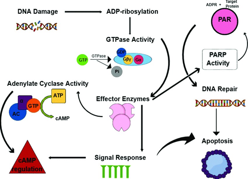 ADP-Ribosylation - Creative Diagnostics