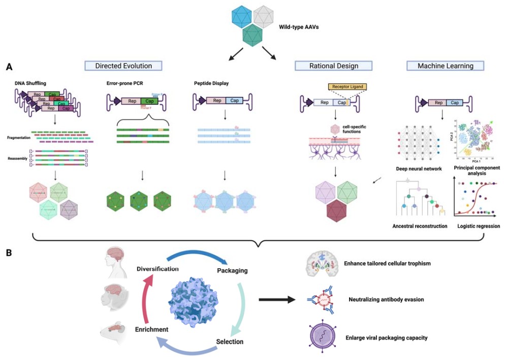 AAV9 Gene Therapy for Neurological Disorders - Creative Diagnostics