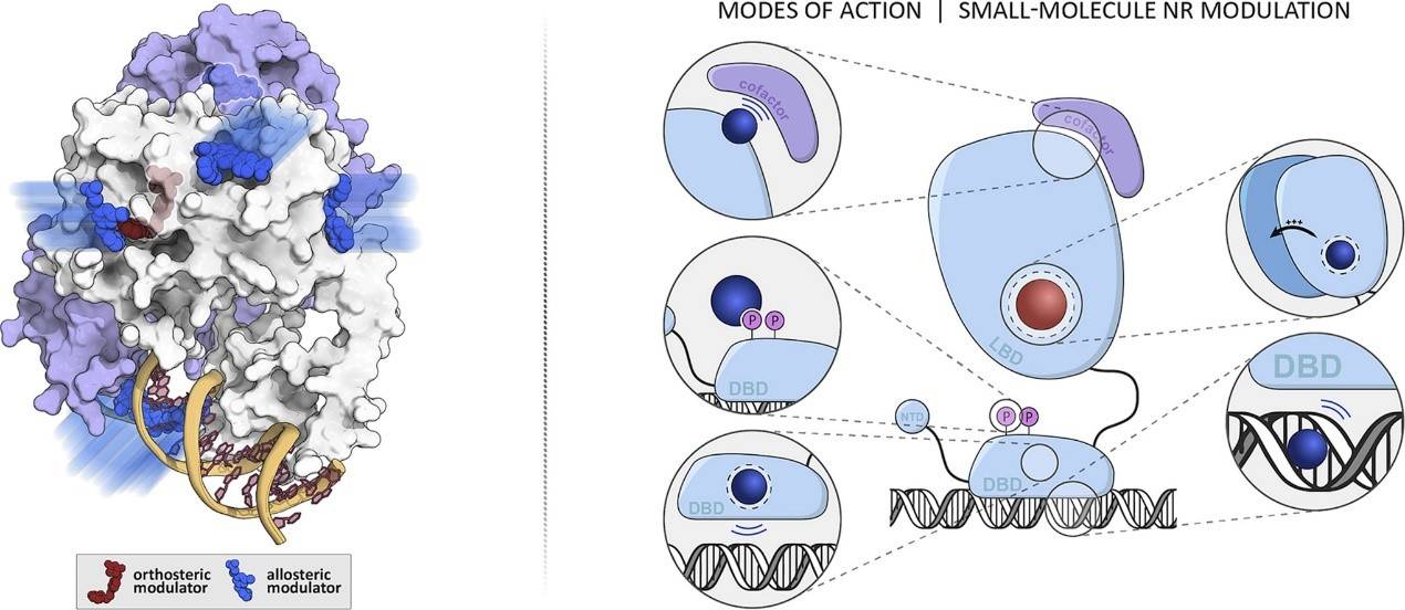 Allosteric Modulators in Small Molecule Drug Design - Creative Diagnostics