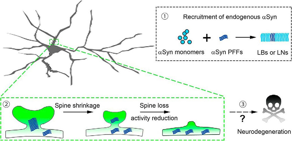 Alpha Synuclein Pre-Formed Fibrils (PFFs) - Creative Diagnostics