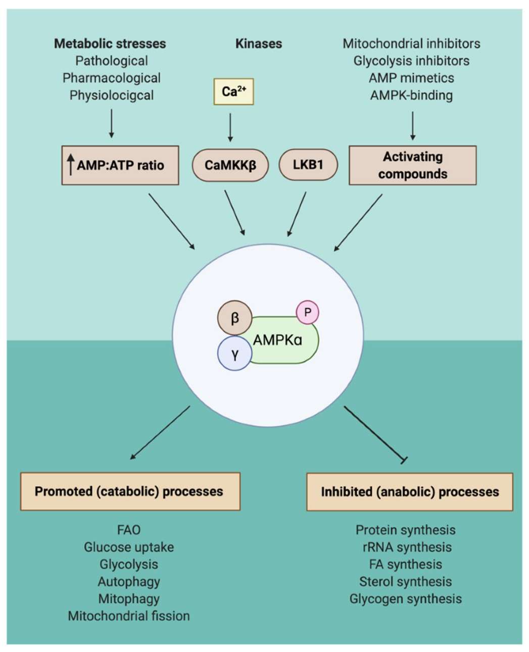 AMPK-Activating Small Molecule Drugs for Metabolic Syndrome - Creative Diagnostics