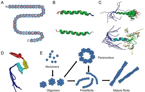 Amyloid Beta Pre-Formed Fibrils (PFFs) - Creative Diagnostics