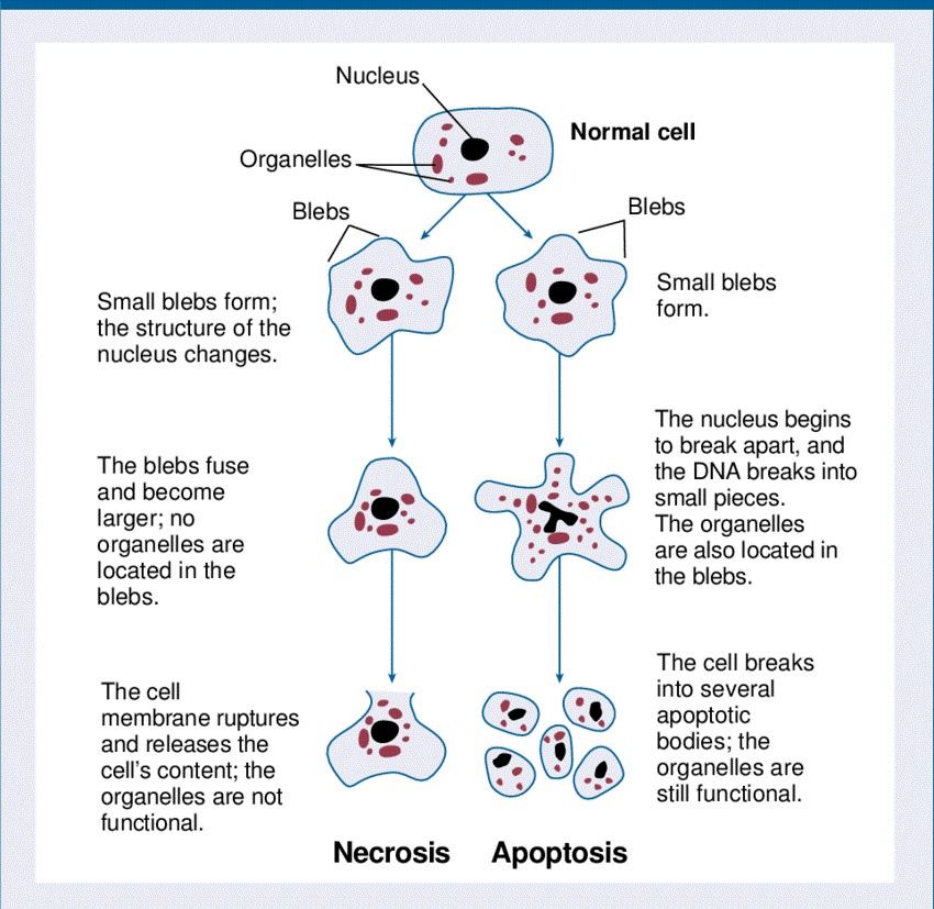 An Overview of Cell Death: Necrosis and Apoptosis - Creative Diagnostics