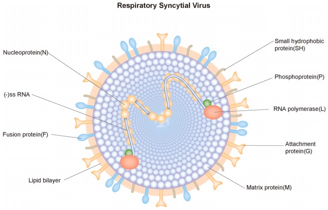An Overview of RSV - Creative Diagnostics