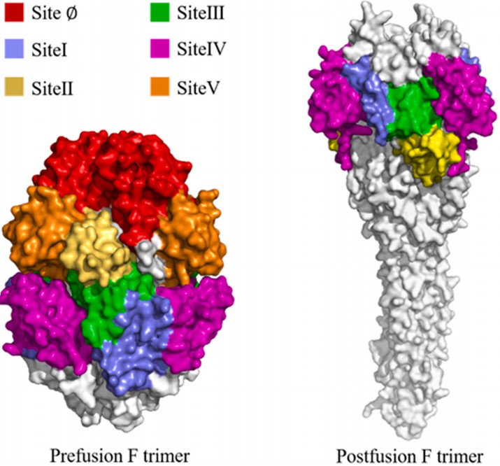 An Overview of RSV - Creative Diagnostics