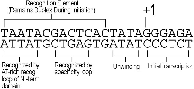 T7 RNA Polymerase Overview - Creative Diagnostics