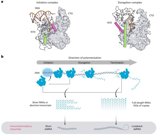 T7 RNA Polymerase Overview - Creative Diagnostics