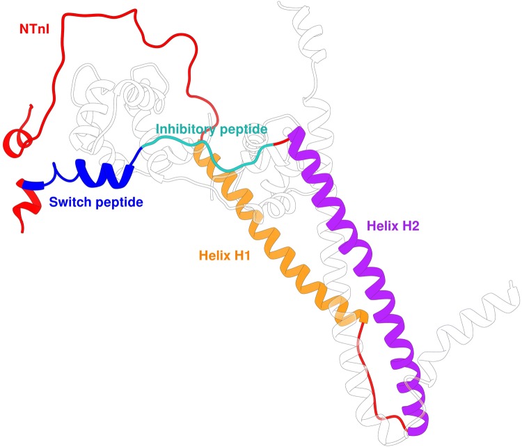 Troponin Introduction - Creative Diagnostics
