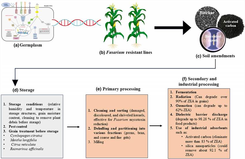 Zearalenone Introduction - Creative Diagnostics