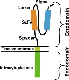 Anti-Chimeric Antigen Receptor (CAR) Linker Antibodies for CAR ...