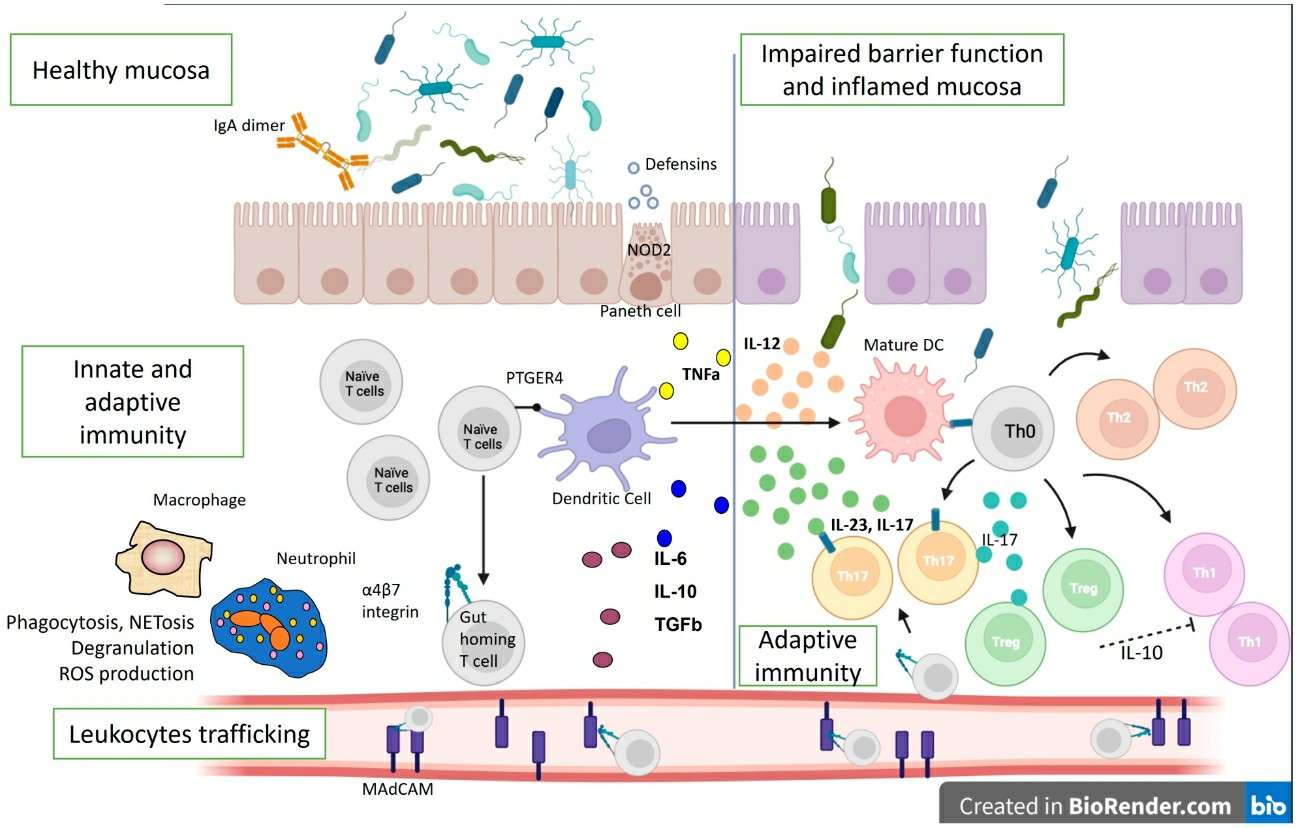 Anti-Drug Antibodies in IBD Treatment - Creative Diagnostics