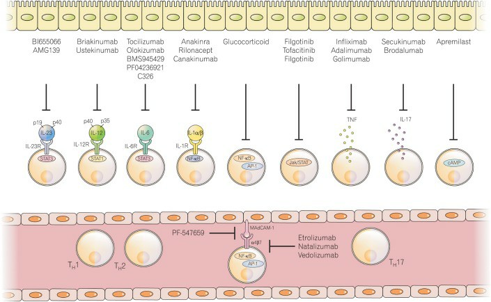 Anti-Drug Antibodies in IBD Treatment - Creative Diagnostics