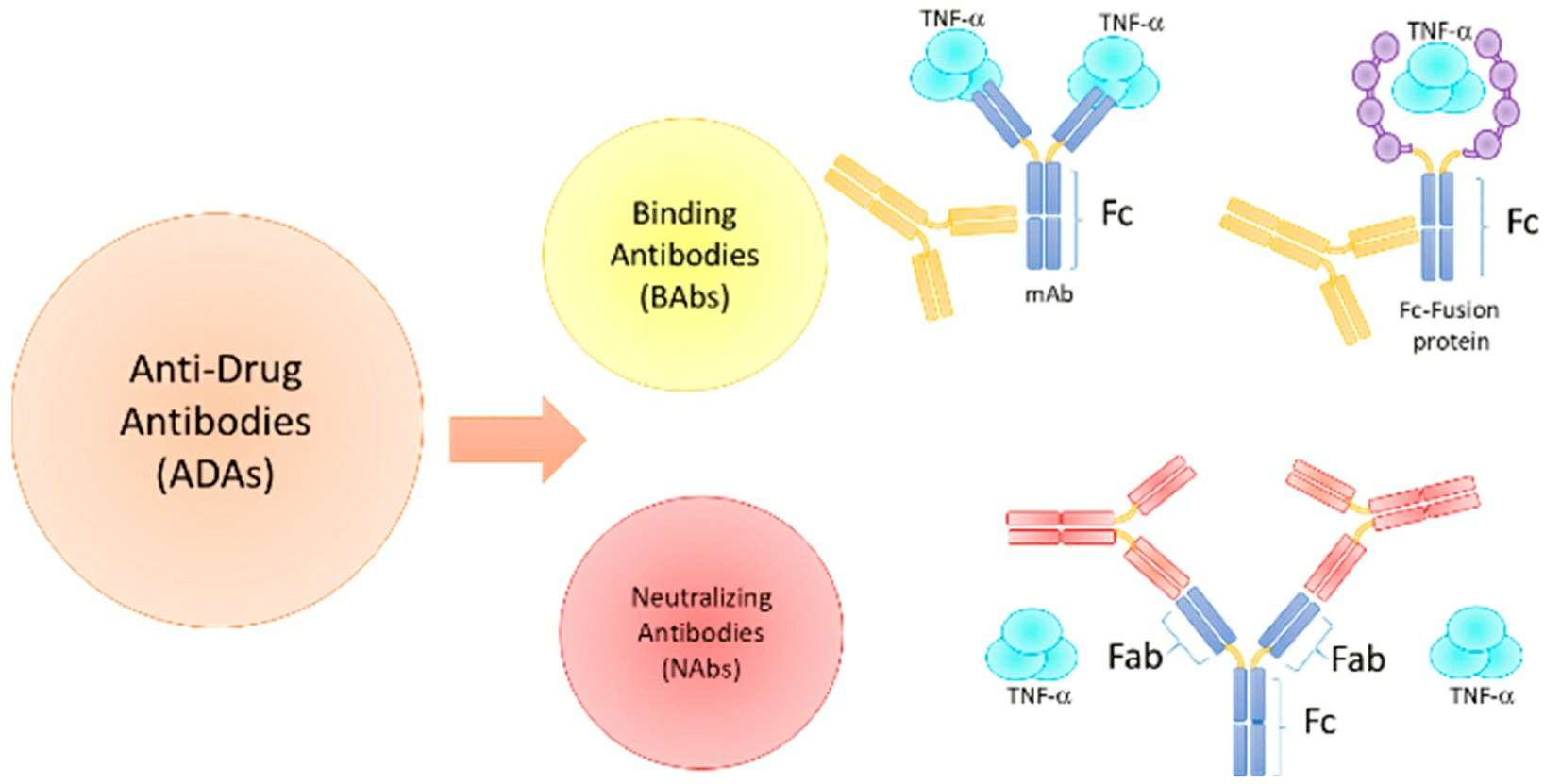 Anti-drug Antibody (ADA) - Creative Diagnostics