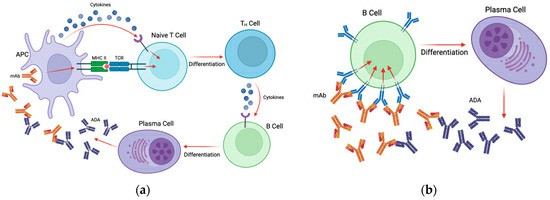 Anti-drug Antibody (ADA) - Creative Diagnostics