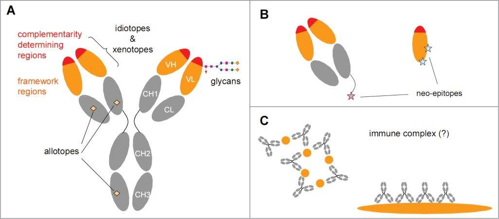 Anti-Drug Antibodies (ADA) Immunogenicity - Creative Diagnostics