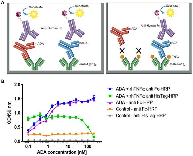 Anti-Drug Antibodies (ADA) Immunogenicity - Creative Diagnostics