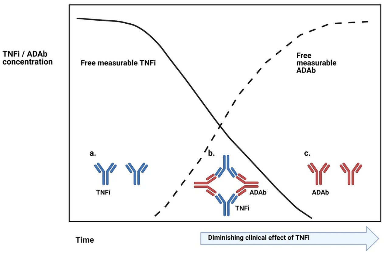 Anti-Drug Antibodies (ADA) Immunogenicity - Creative Diagnostics