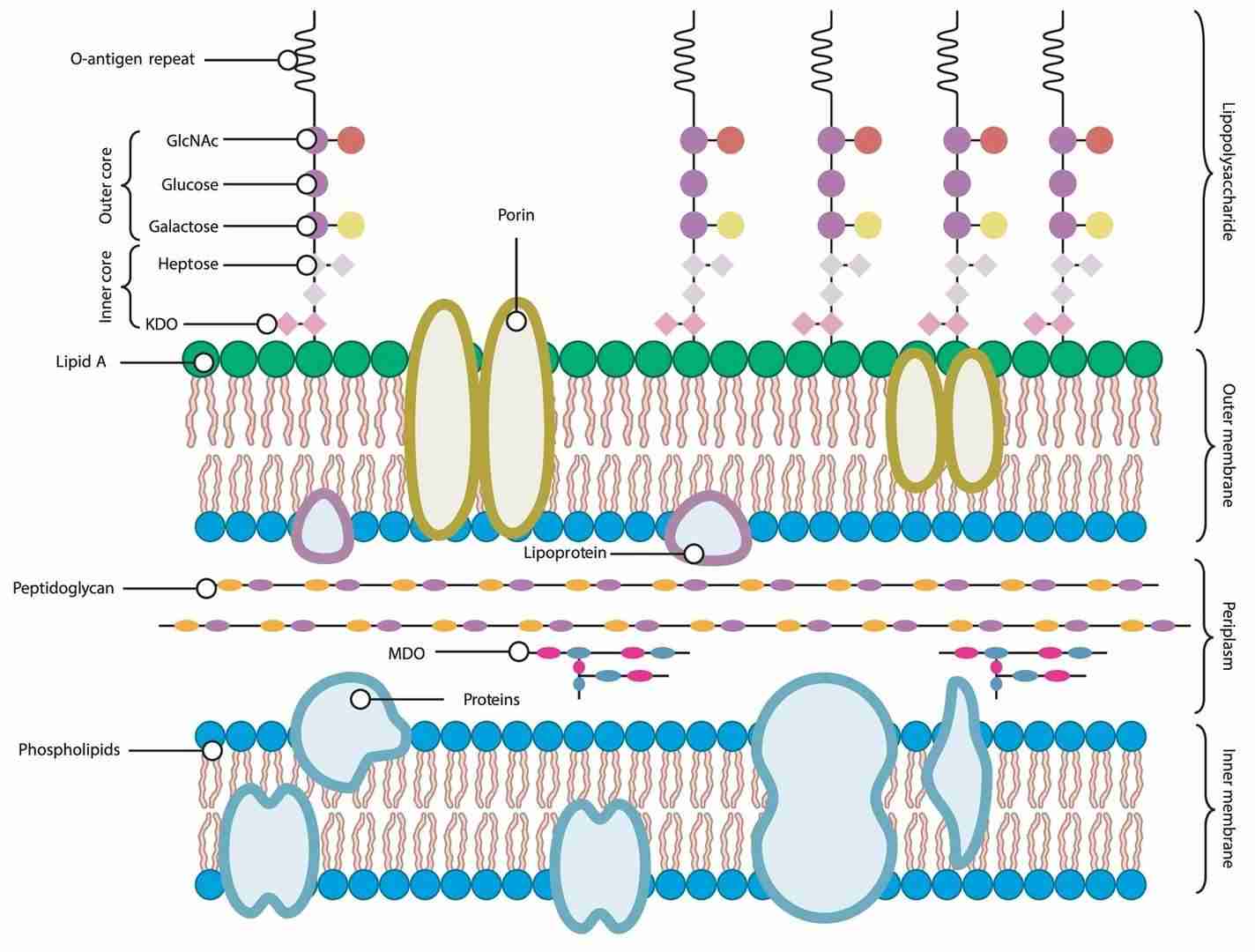 Anti-Endotoxin Monoclonal Antibody - Creative Diagnostics
