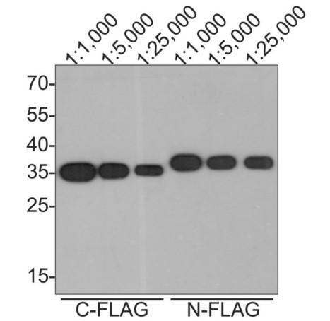 Anti-FLAG Tag Antibodies - Creative Diagnostics