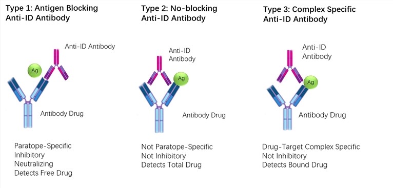 Anti-idiotypic Antibodies - Creative Diagnostics