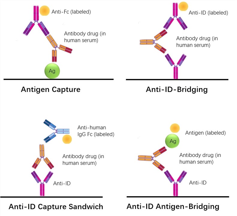 Anti-idiotypic Antibodies - Creative Diagnostics