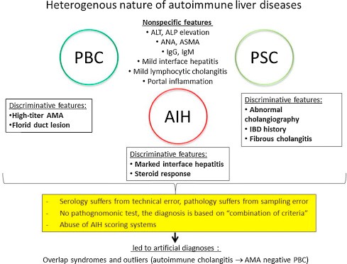 Anti-Mitochondrial Antibody (AMA) - Creative Diagnostics