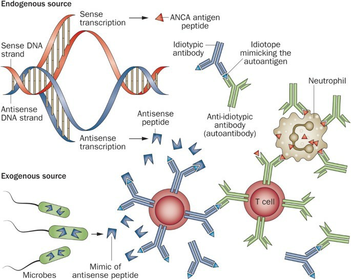 Anti-neutrophil Autoantibody ELISA Kits For Autoimmune Research - Creative Diagnostics