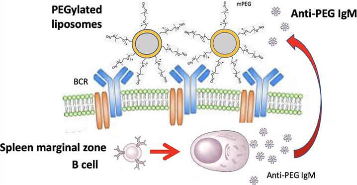 Impact of Anti-PEG Antibodies - Creative Diagnostics