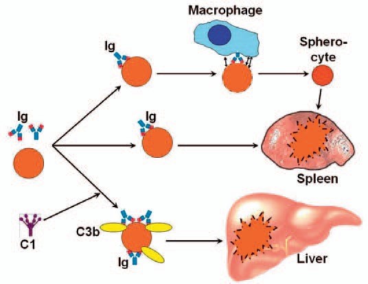 Anti-RBC antibodies for impurity cleansing and research of RBCs ...
