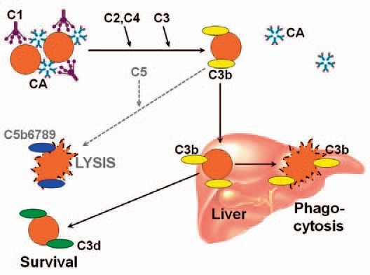 Anti-RBC antibodies for impurity cleansing and research of RBCs ...