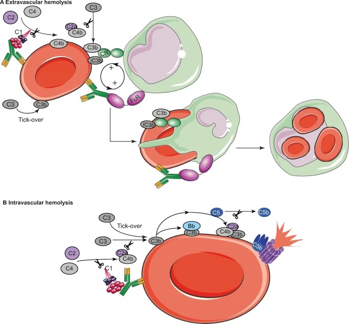 Anti-RBC antibodies for impurity cleansing and research of RBCs ...