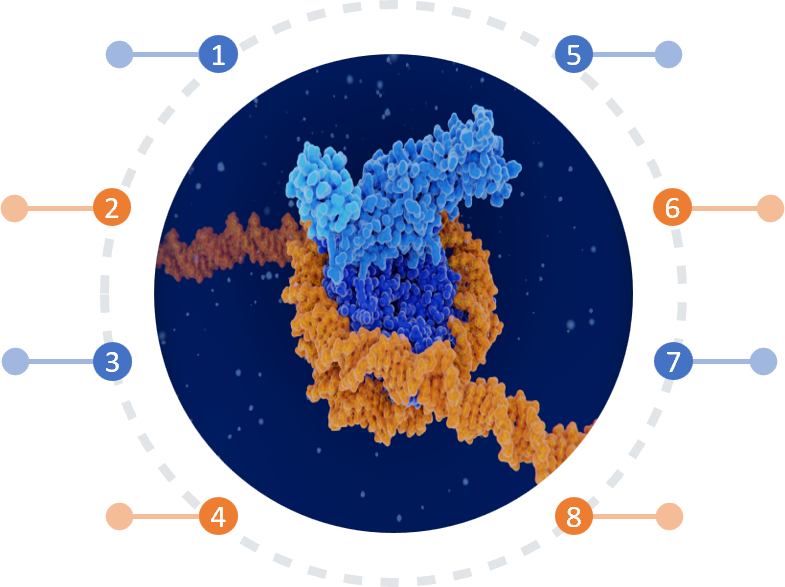 Antibodies for Chromatin Immunoprecipitation (ChIP) - Creative Diagnostics