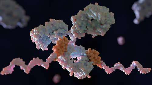 Antibodies for Chromatin Immunoprecipitation (ChIP) - Creative Diagnostics