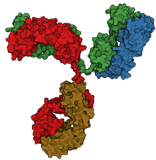 HPV Antibodies - Creative Diagnostics