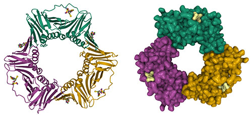 Antibodies for Immunocytochemistry (ICC) - Creative Diagnostics