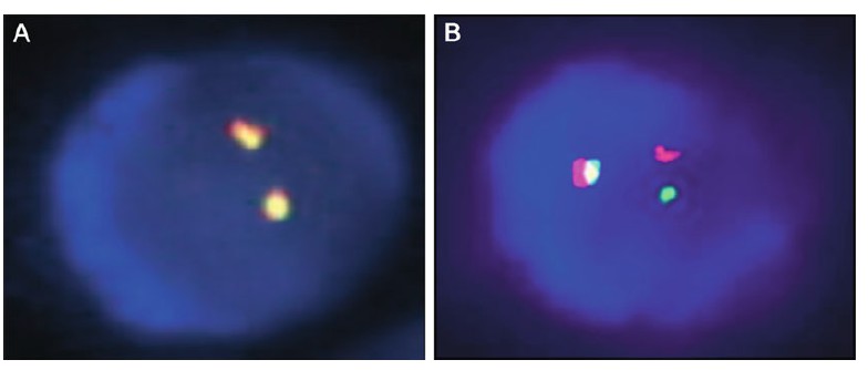 Antibodies for Immunocytochemistry (ICC) - Creative Diagnostics