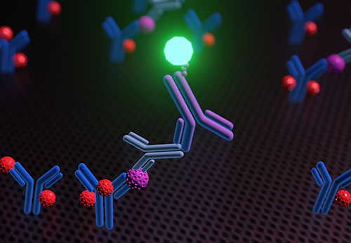Antibodies for Immunoassays and ELISA - Creative Diagnostics