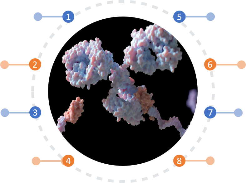 Antibodies for Immunoprecipitation (IP) - Creative Diagnostics