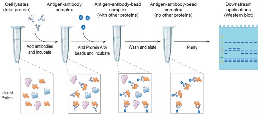 Antibodies for Immunoprecipitation (IP) - Creative Diagnostics