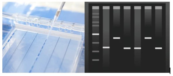 Antibodies for Western Blot (WB) - Creative Diagnostics