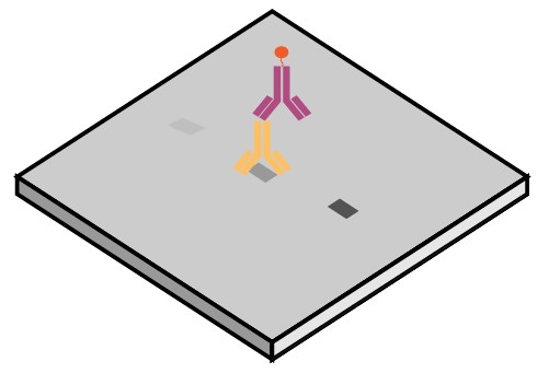 Antibodies for Western Blot (WB) - Creative Diagnostics