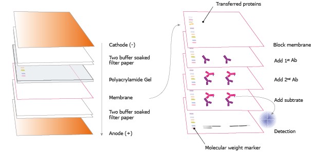 Antibodies for Western Blot (WB) - Creative Diagnostics