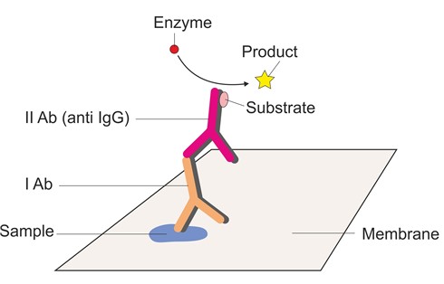 Antibodies for Western Blot (WB) - Creative Diagnostics