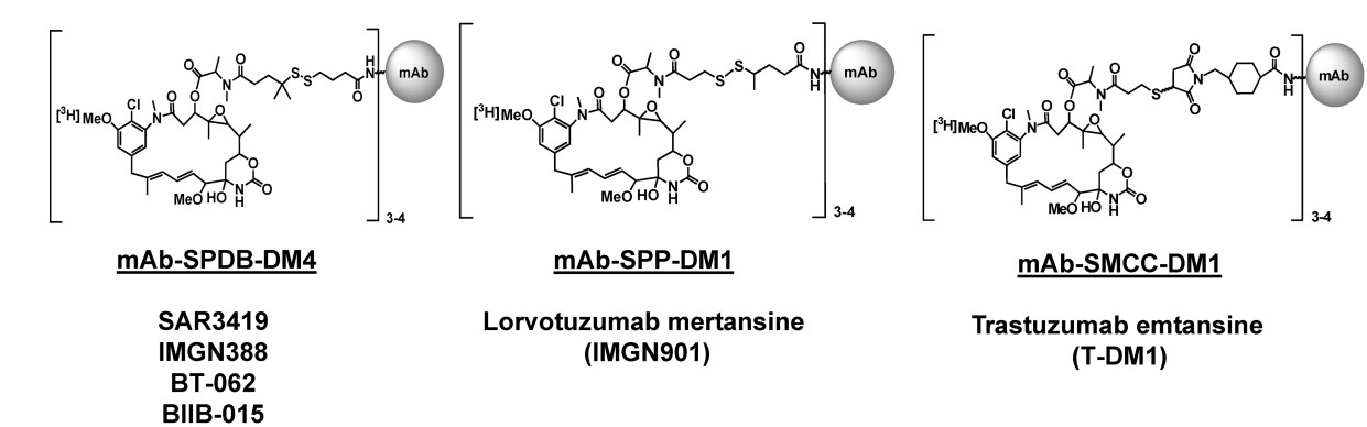 Antibody–Maytansinoid Conjugates - Creative Diagnostics