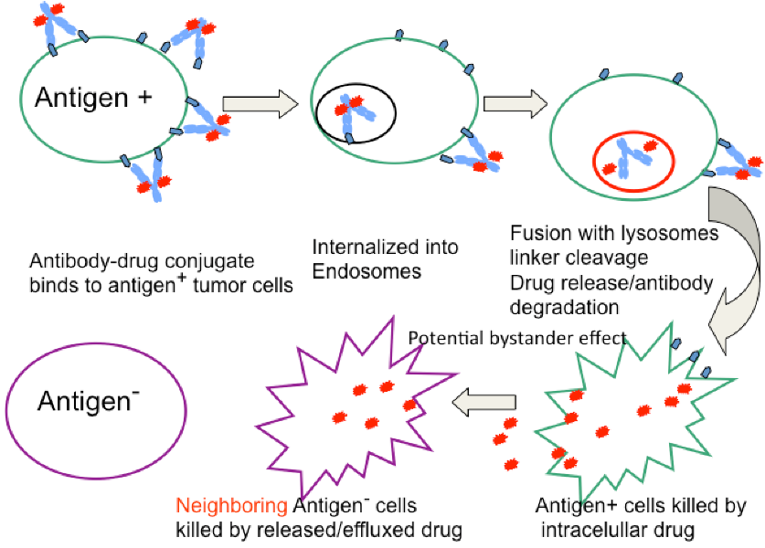 Guides - Creative Diagnostics