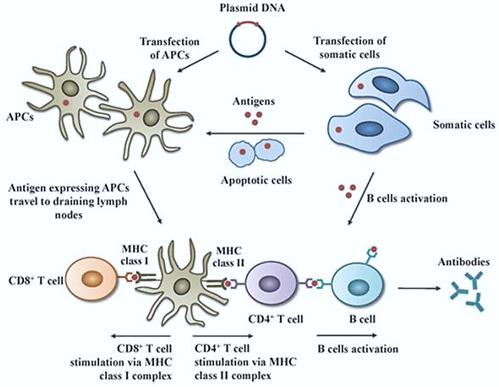 Antibody Development for Transmembrane Proteins - Creative Diagnostics