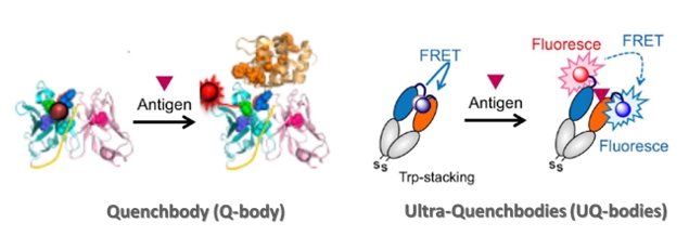 Custom Antibody Development - Creative Diagnostics