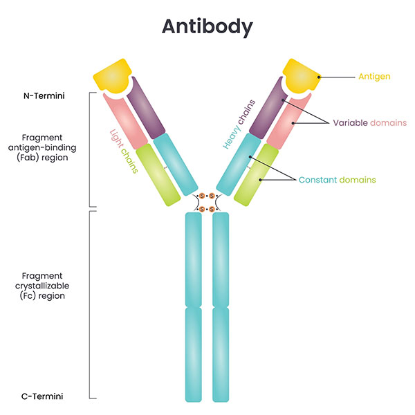 Antibody Guides - Creative Diagnostics