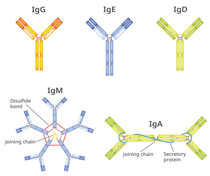 Antibody Guides - Creative Diagnostics