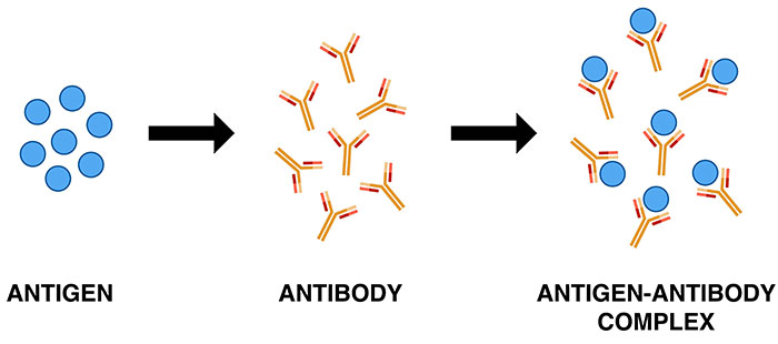 Antibody Guides - Creative Diagnostics
